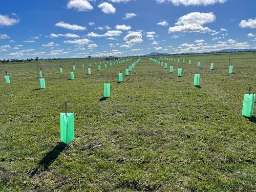 Native tube stock | Keringle Native Nursery