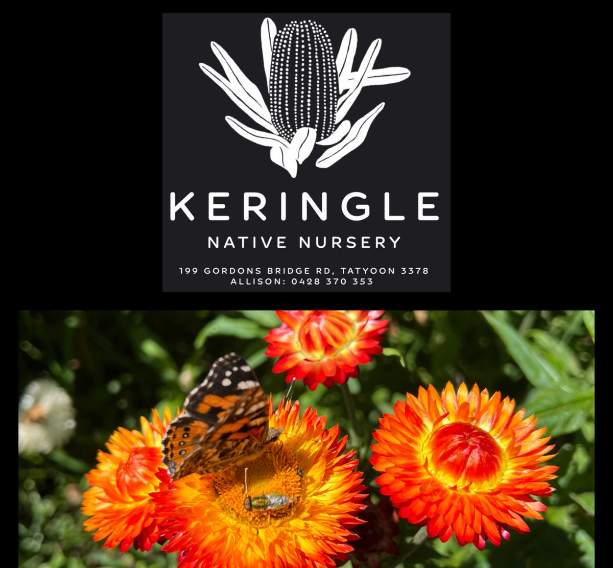 Native tube stock | Keringle Native Nursery