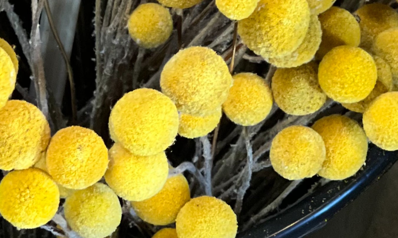 Native tube stock | Keringle Native Nursery