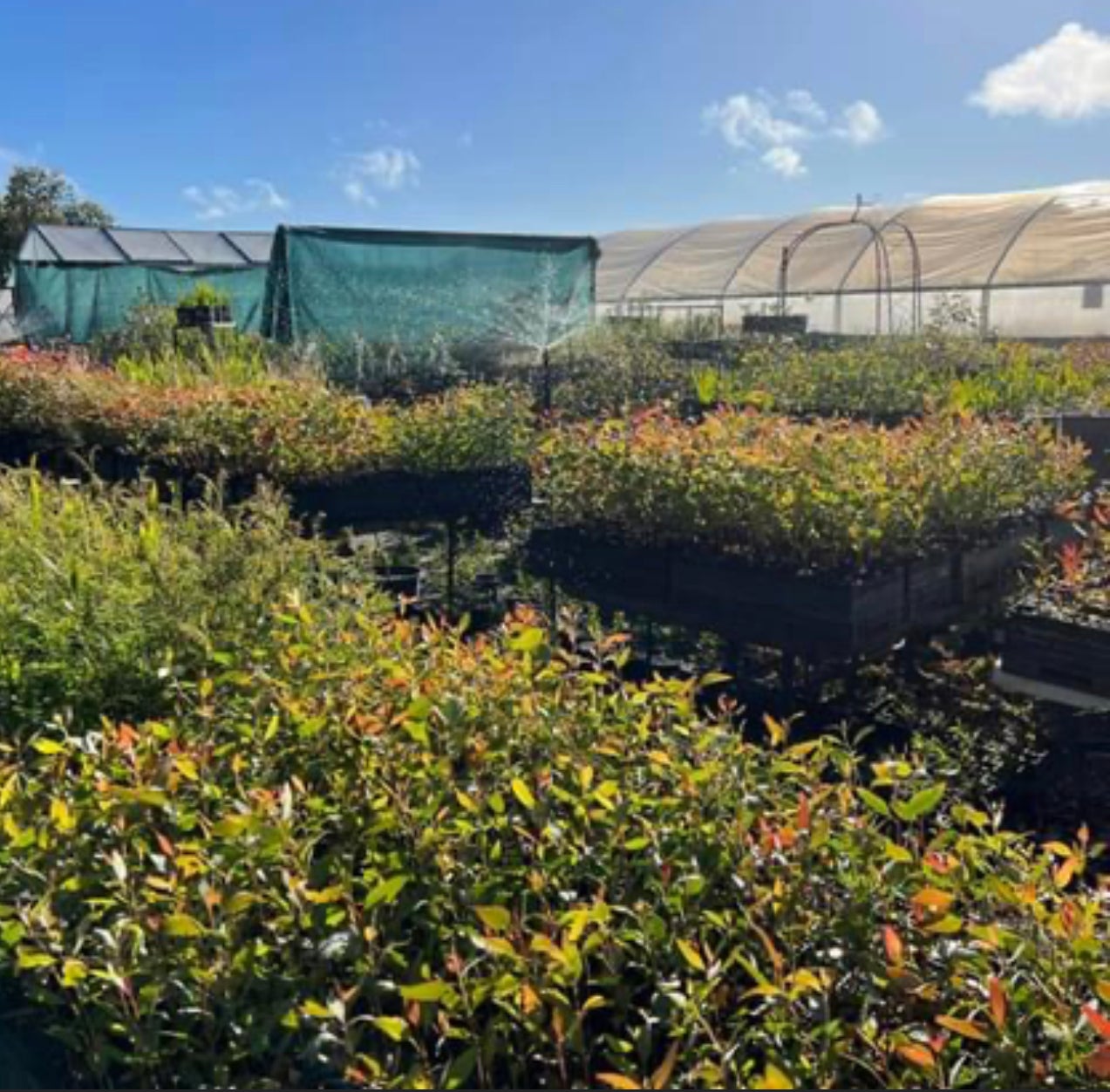 Native tube stock | Keringle Native Nursery