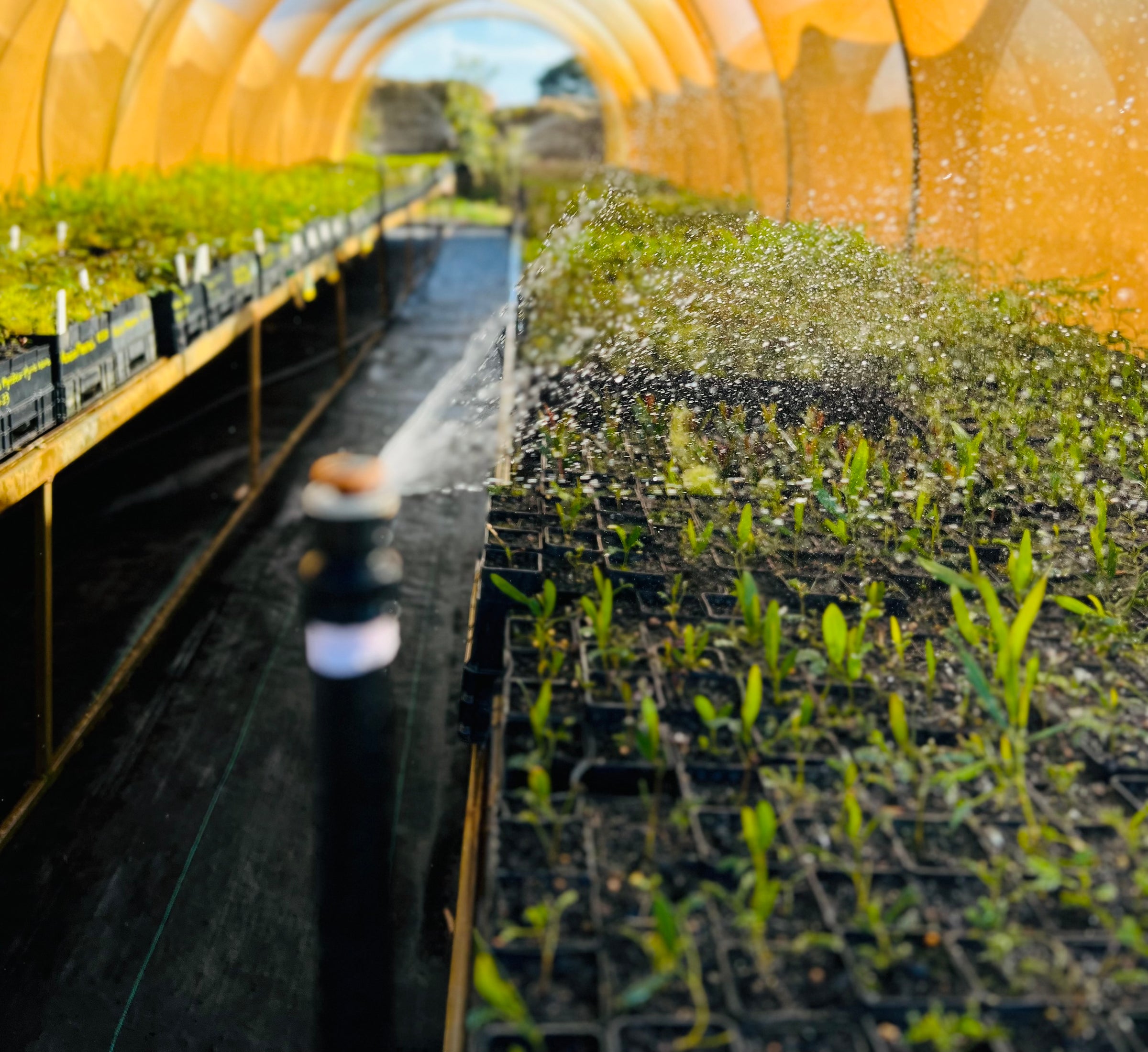 Native tube stock | Keringle Native Nursery